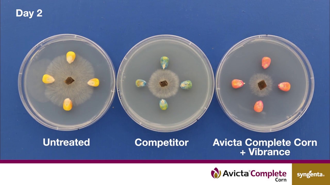 Avicta Complete Corn with Vibrance and the Rhizoctonia Inhibition Zone ...