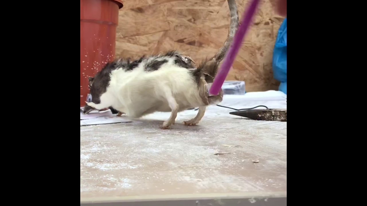 How to put a pencil sharpener in a rat’s bumhole. Magic trick - YouTube