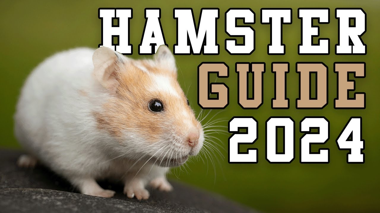 *WATCH THIS Before You Get A Pet HAMSTER | Basic Hamster Guide 2024 | - YouTube