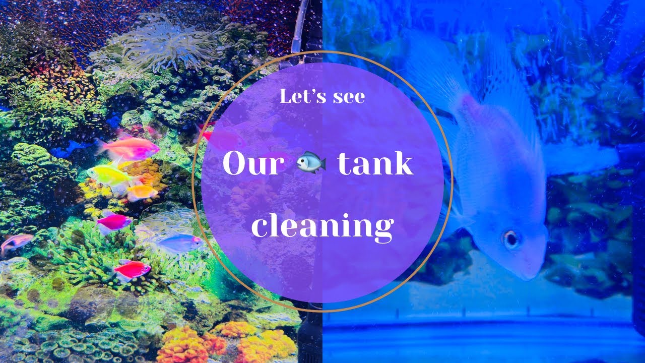 Our fish tank cleaning/how to clean fish tank - YouTube