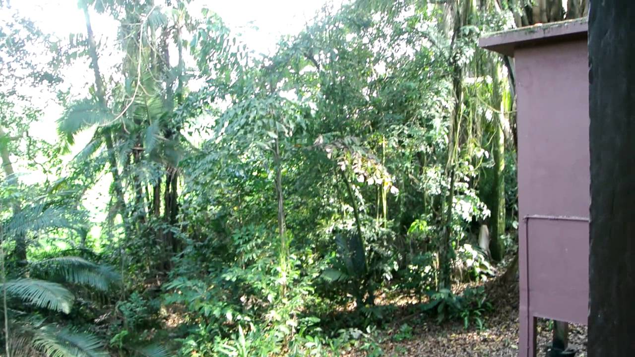 Rumah Perlis Puteri Bunian Berbaju putih - YouTube