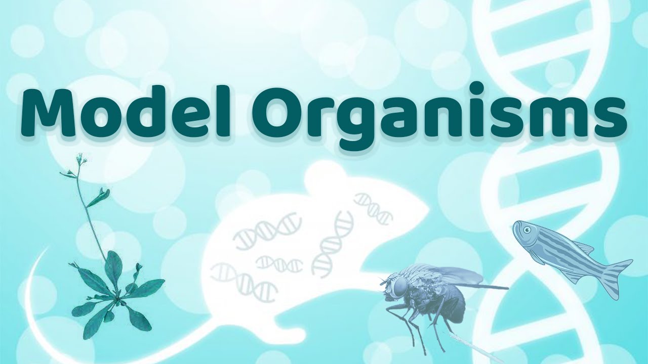 Model Organisms | Non-Human species that have been widely studied to ...
