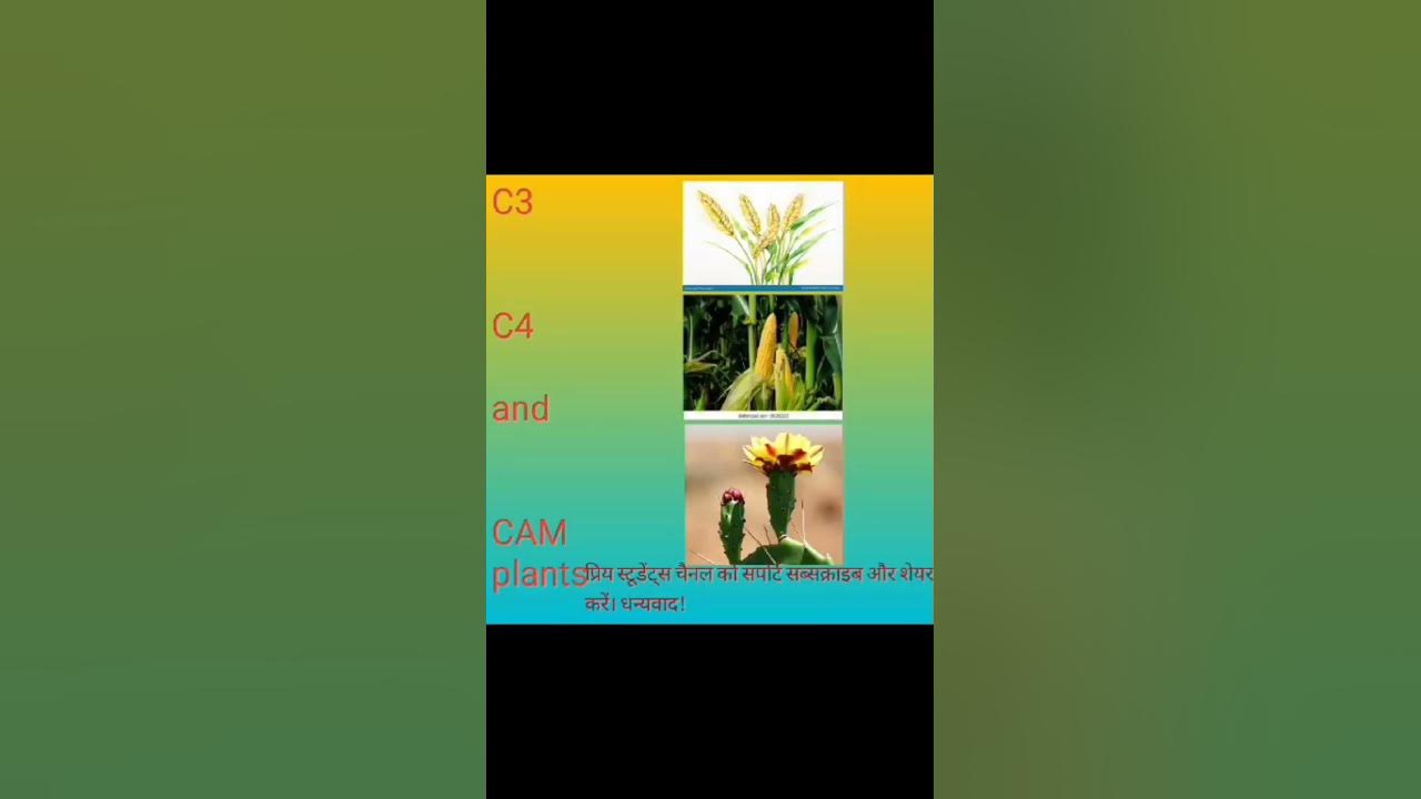 C3 C4and Cam Plants Education Shorts Agriculture Youtube