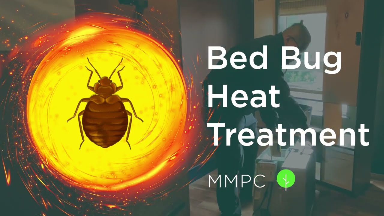 Killing Bed Bugs With Heat 4295