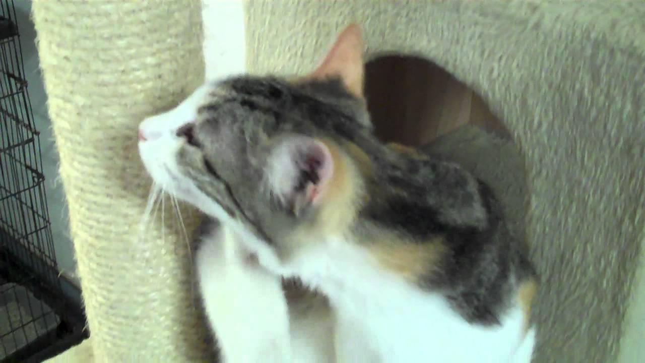 Kittens at IV Humane Society - YouTube