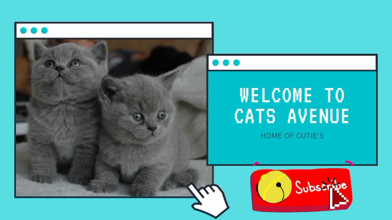 Compilation of Cat Video Clips - YouTube