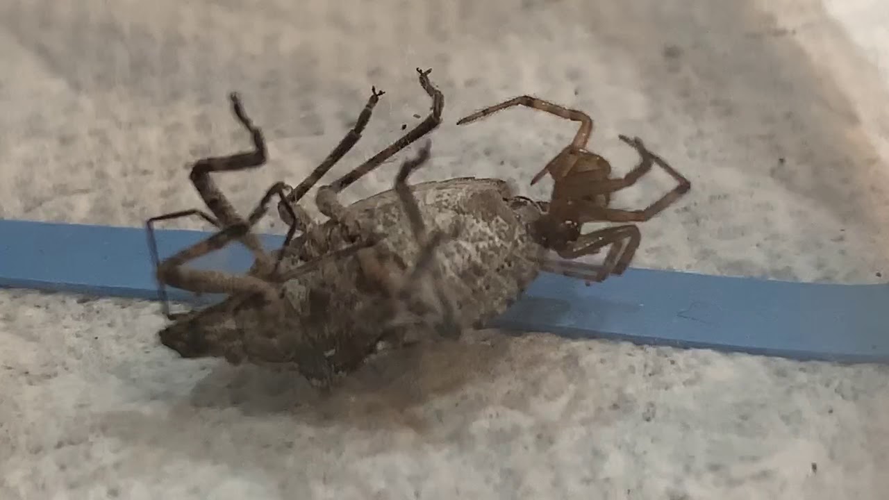 Small spider feeds on the tick - YouTube