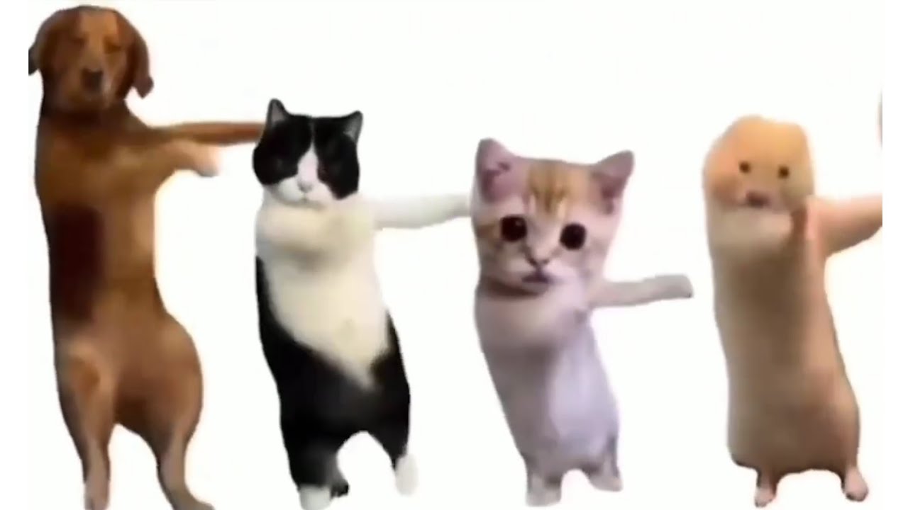 Jogi Ji Neend Na Aave Cat Dance 🤣Jogi Ji Neend Na Aave Meme | Jogi Ji ...