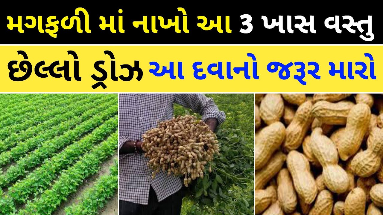 મગફળીમાં છેલ્લો ડ્રોઝ કઈ દવાનો મારવો | મગફળીની ખેતી | magfali kheti ...