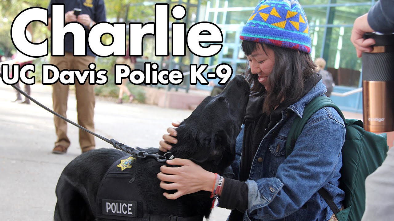 Meet Charlie, the Friendly UC Davis Police Dog - YouTube