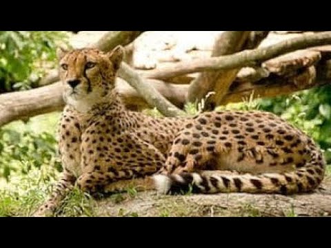 Most Dangerous Wild Cheetah - YouTube