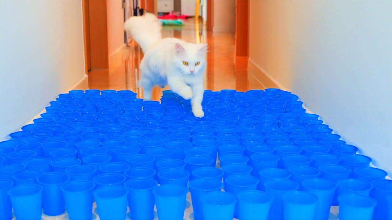 Can Cats Walk Through Cup Floor? - YouTube