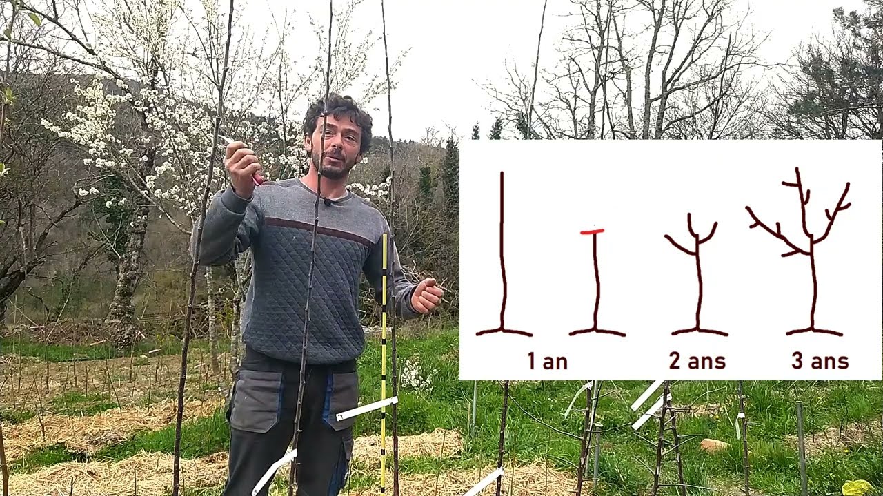 Taille à la plantation - Conseils de plantation - Conseils | Pépinière ...