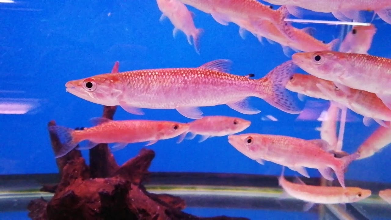 African Pike around 5-6 inches - YouTube