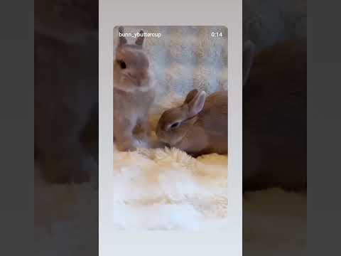 romantik tavsanlar 💋♥️🤭