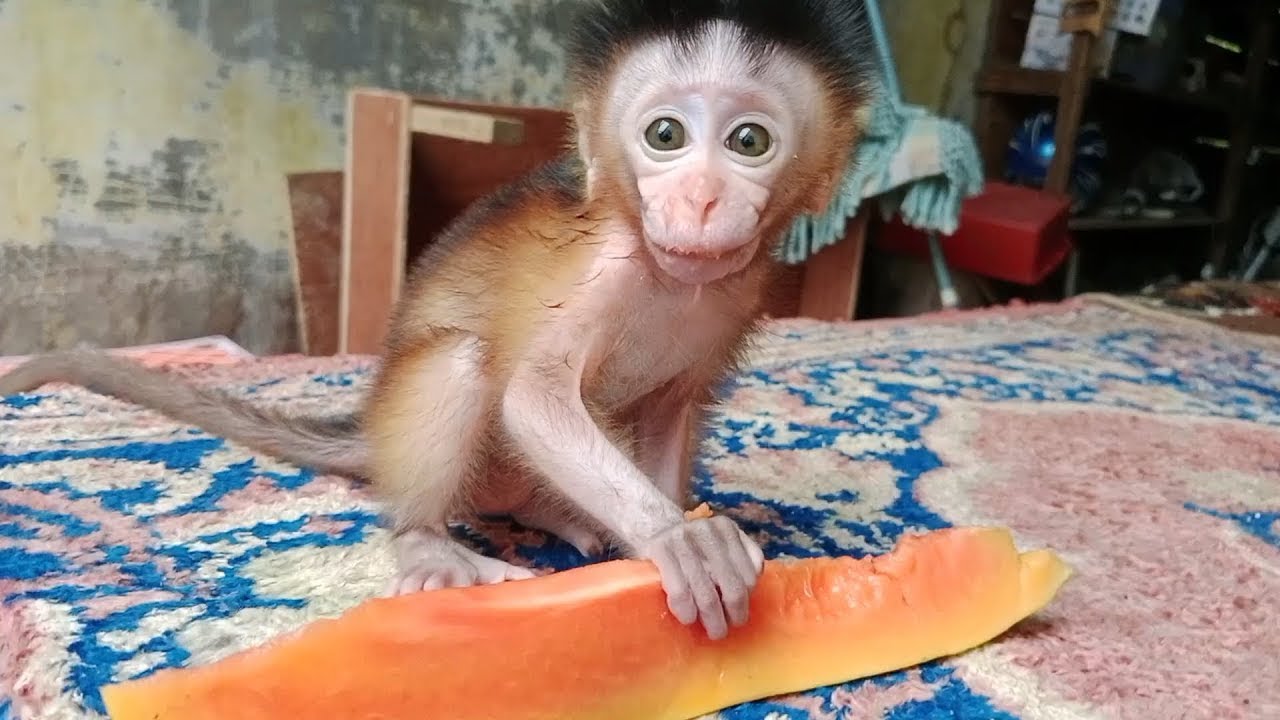 woow !!! newborn baby Moni monkey eats a lot of papaya, he loves it ...