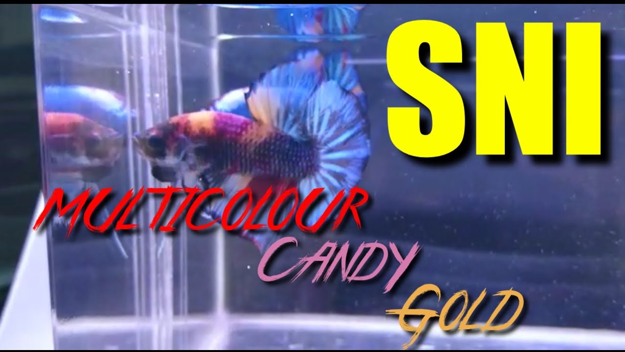CUPANG SNI - YouTube