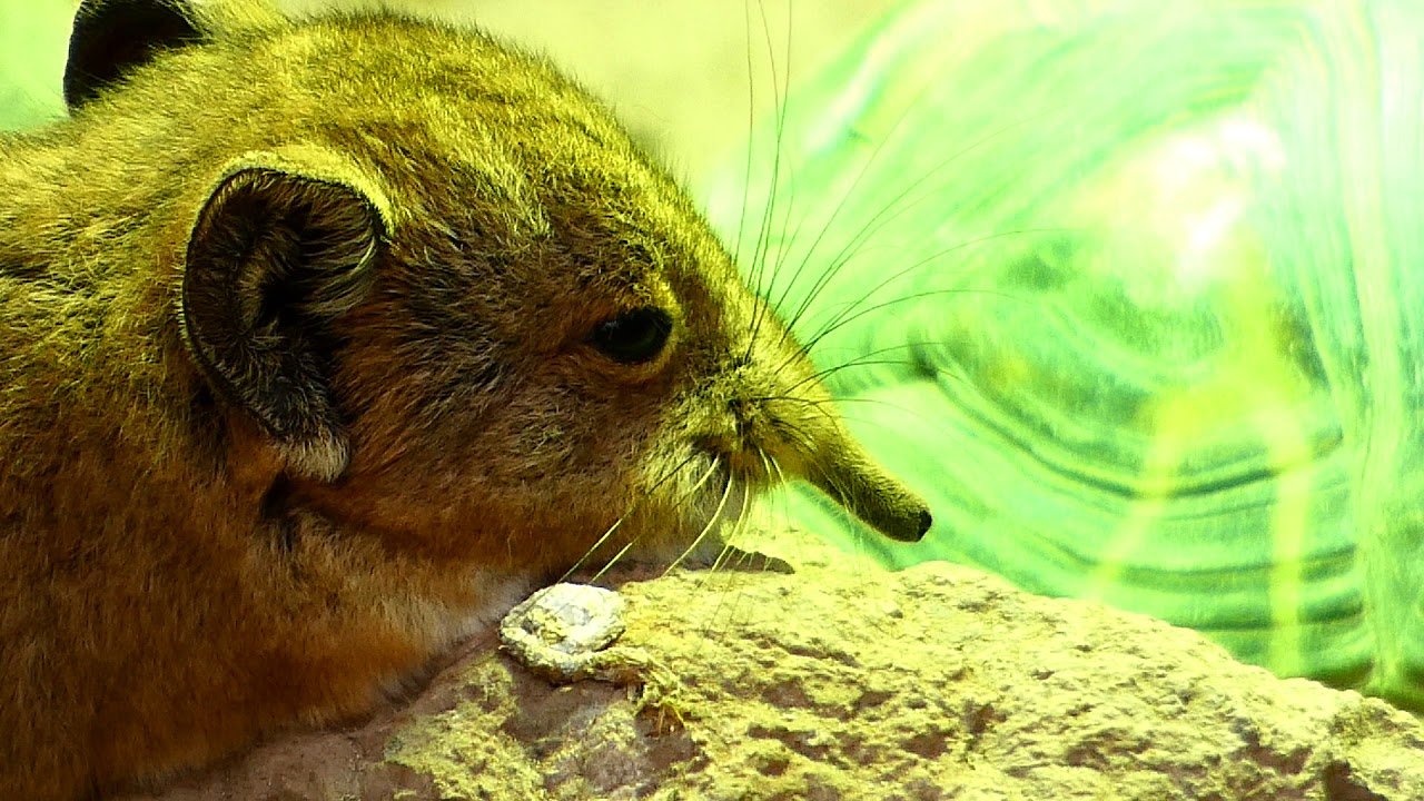 round-eared elephant shrew (Macroscelides proboscideus) round-eared ...