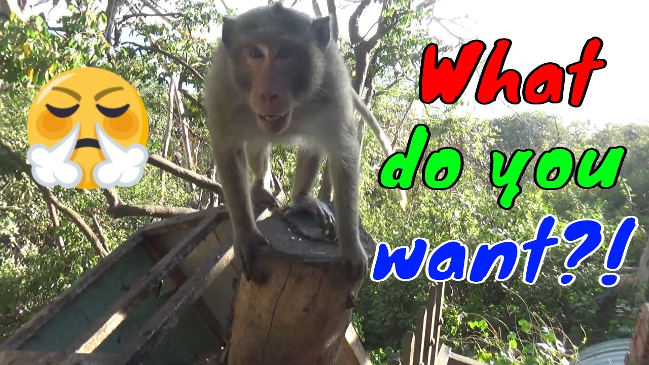 How Monkeys React When Being Filmed By Human 2 | Viral Monkey - YouTube