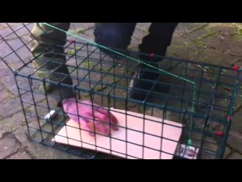 Humane bird/rabbit trap - YouTube