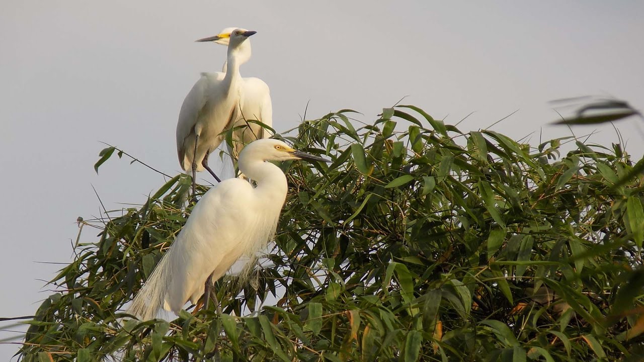 Bogoli | boga boga bogoli | great white egret | heron bird | egret bird ...