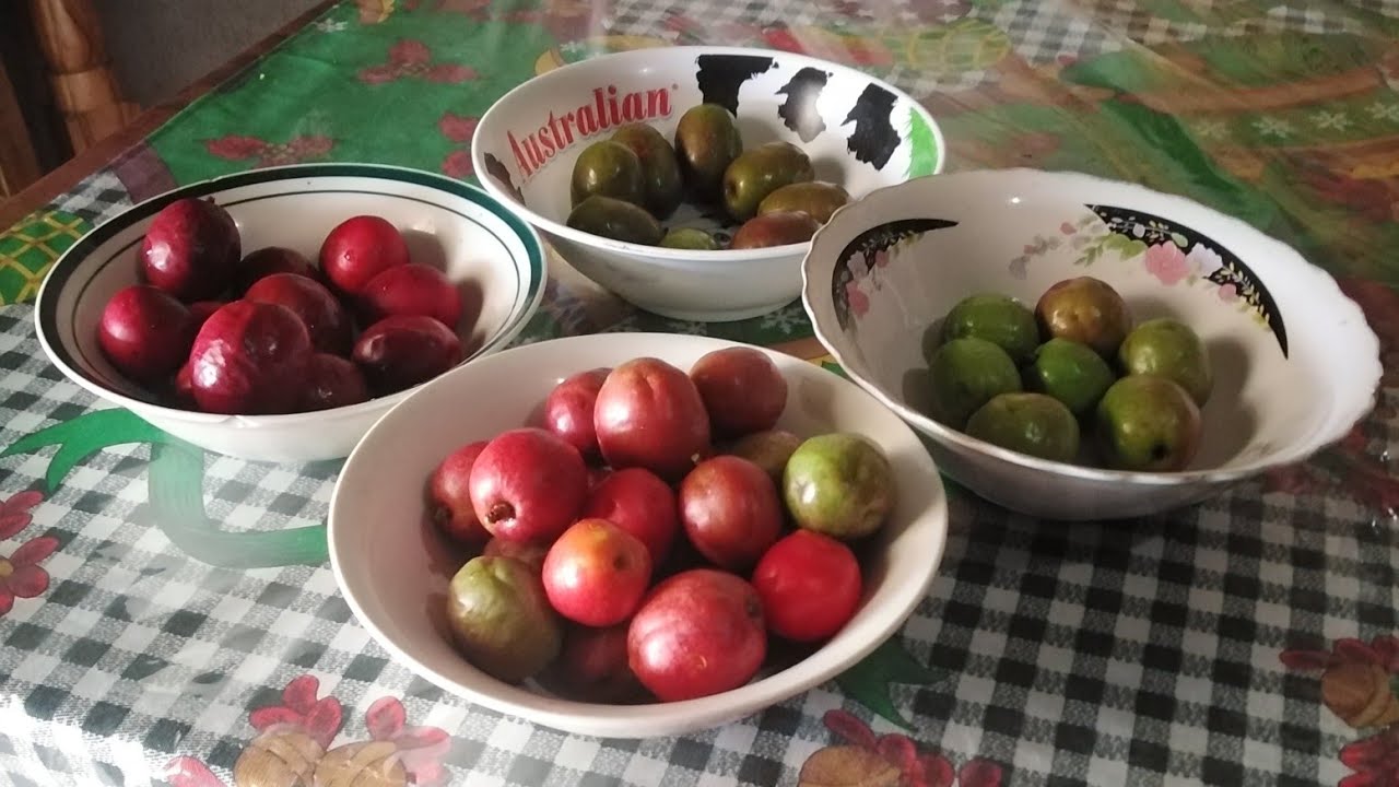 Conociendo las clases de jocotes - YouTube