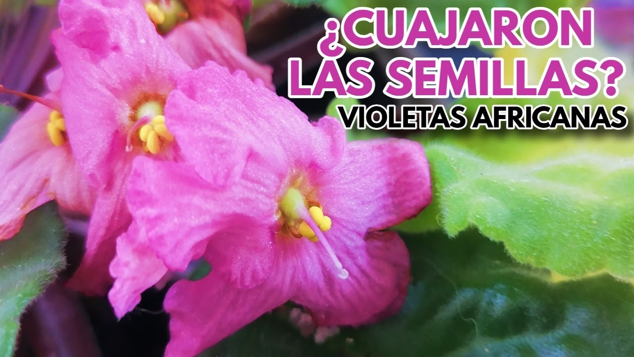 como saber si cuajaron las semillas de violetas africanas chuyito ...