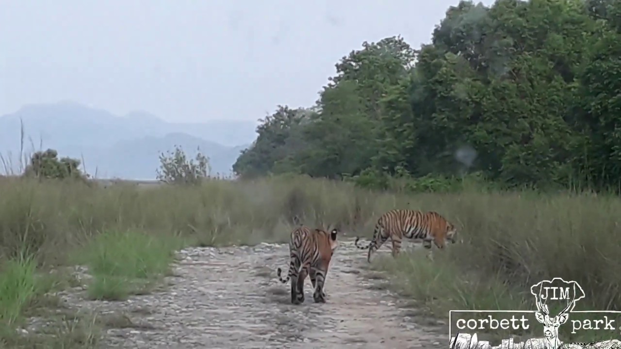 Tigar jim corbett national park - YouTube