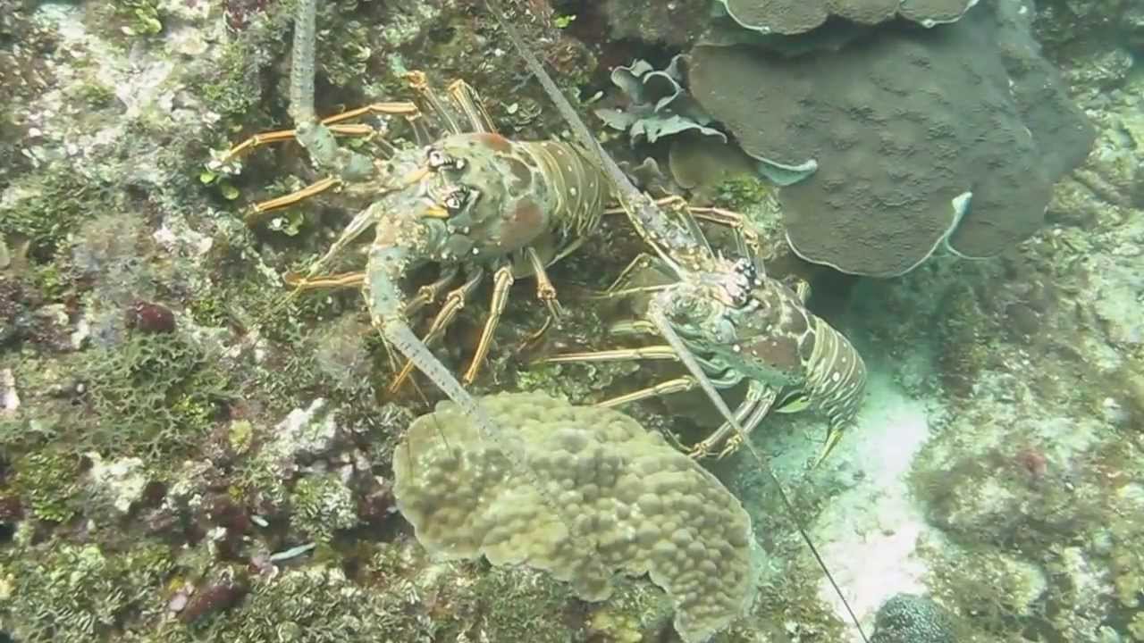 Carribbean spiny lobster walking around - YouTube