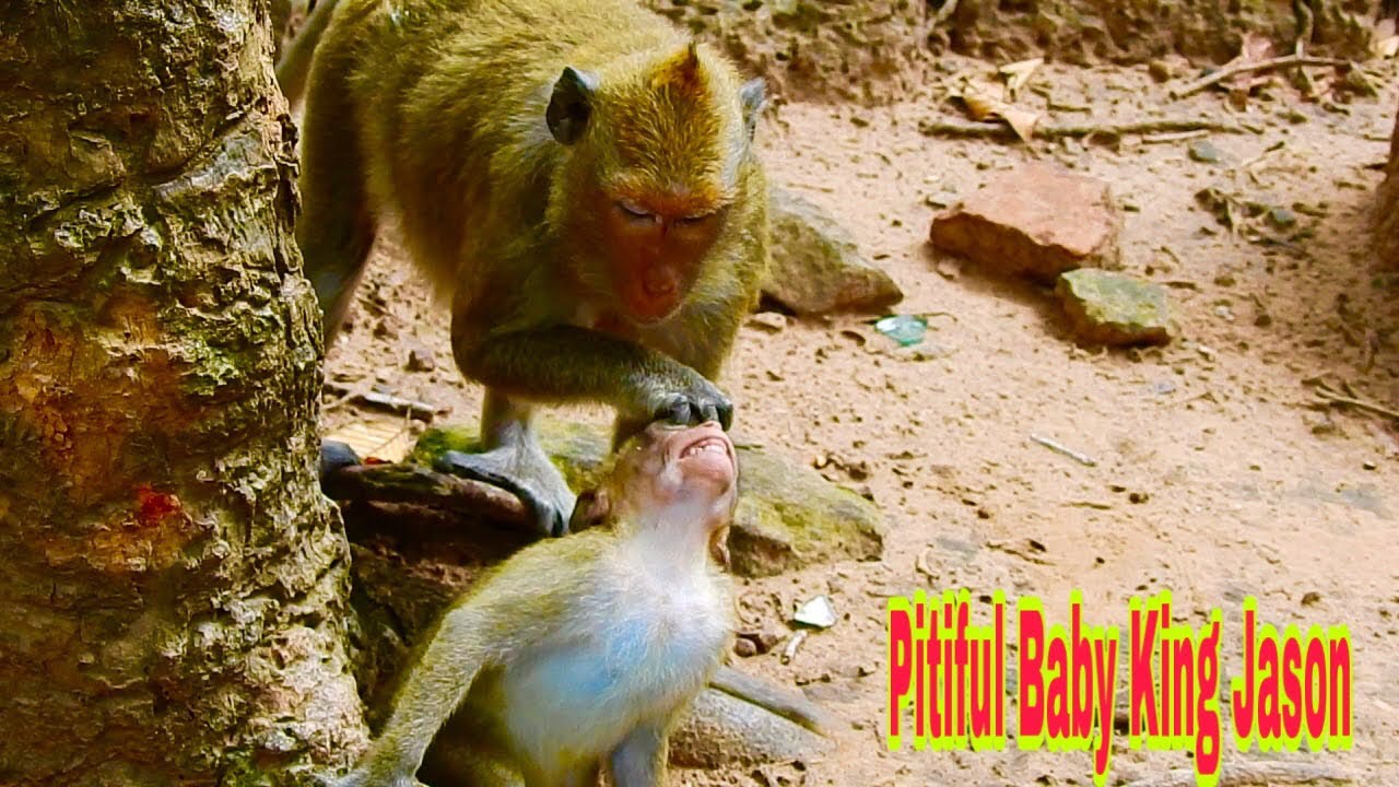 Monkeys Amari Troops / Feed Fruit For Baby King Jason And Delena - YouTube