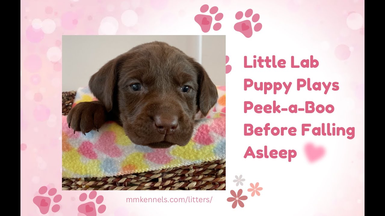 Baby Chocolate LAB PUPPY Looking Adorably CUTE in a Basket (SHE'S FOR ...