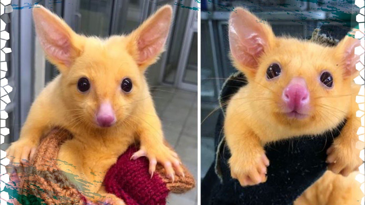 Australian Vets Rescue A Rare Golden Possum That Looks Just Like A ...