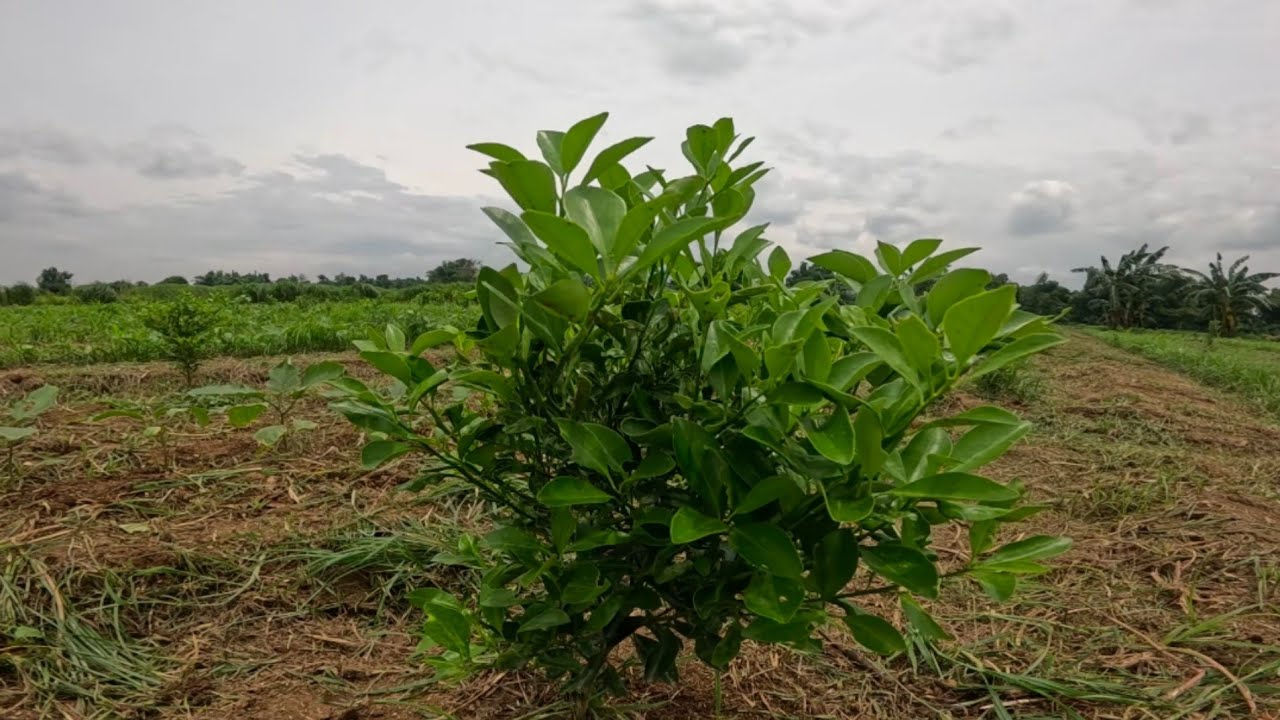 SIMULA NA ULIT NANG PAG LINIS SA MGA HALAMAN - YouTube