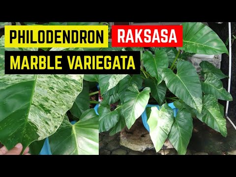 Philodendron Marble Variegata Raksasa, Cantik dan Mewah || Philo Marble ...