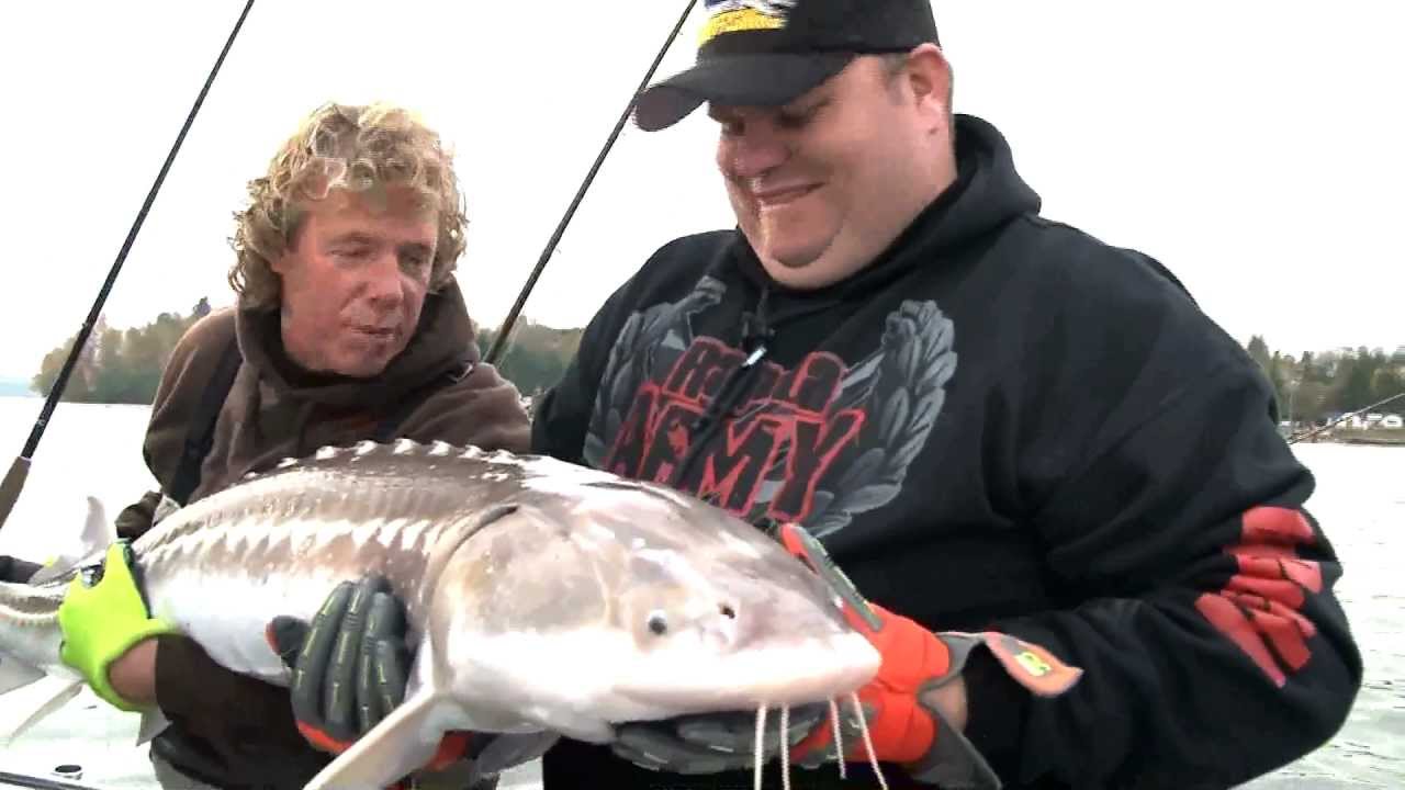 Tagging and Releasing Great White Sturgeon - YouTube