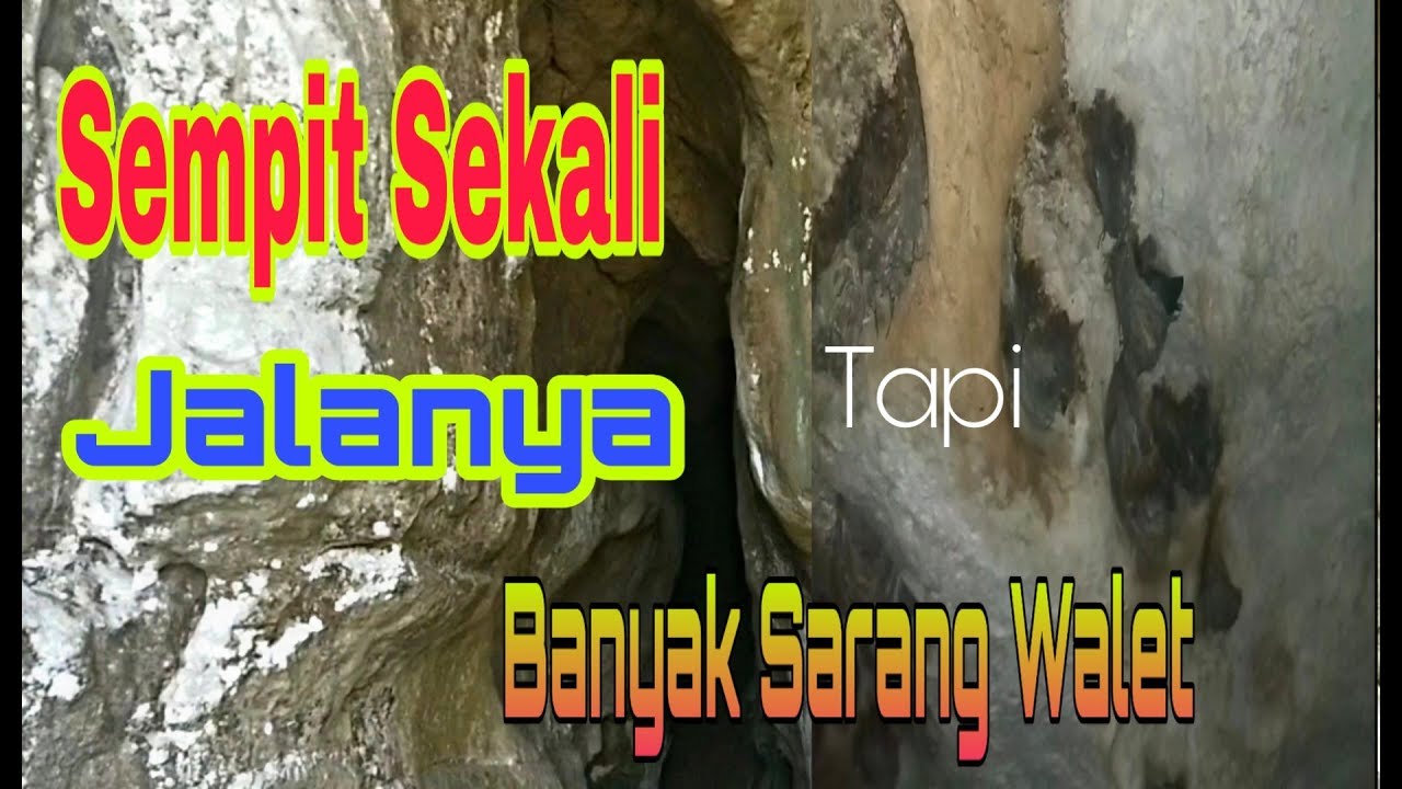 Mencari langsung Sarang Walet Di Dalam Gua - YouTube