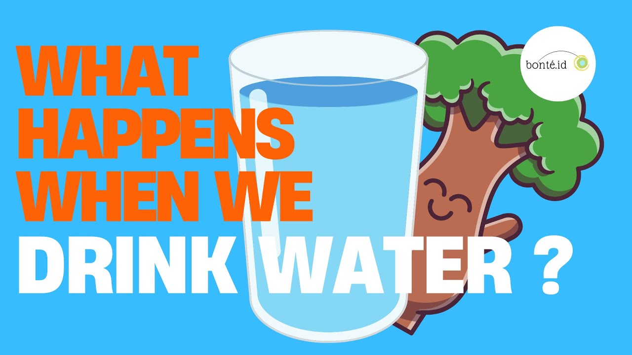 💧What Happens to Our Body When We Drink Water? Science for Kids ...