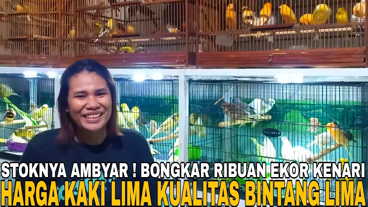 OBRAL HARGA..!!! RIBUAN EKOR KENARI DIJUAL MURAH HARGA KAKI LIMA ...