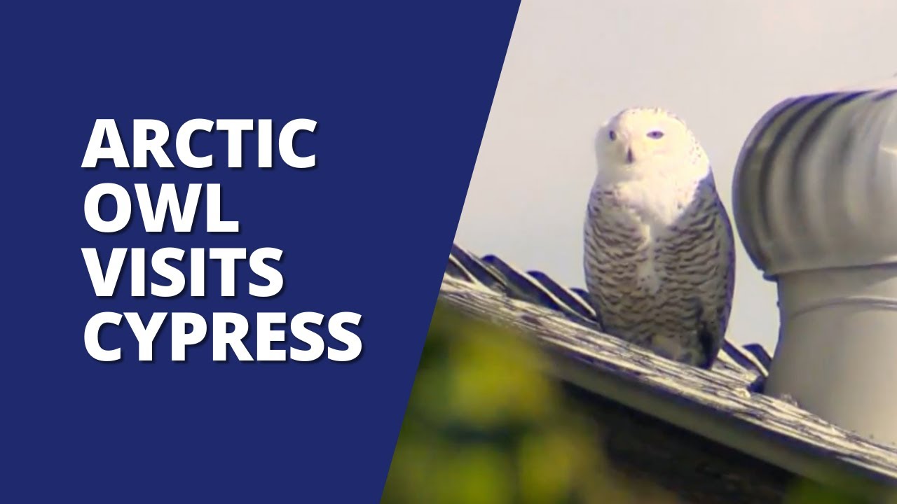 Rare Snowy Owl Spotted In Southern California - YouTube