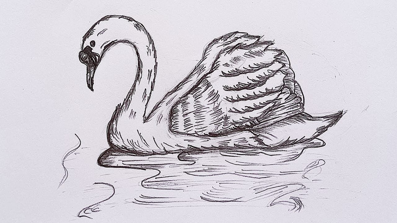 Cara Menggambar Angsa || Menggambar Sketsa Angsa - YouTube