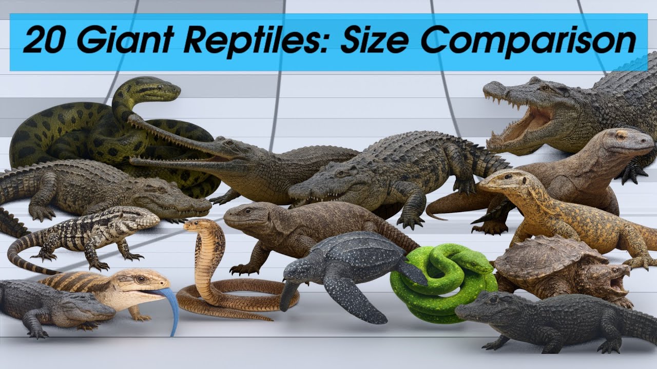 20 Giant Reptiles: Size Comparison - YouTube
