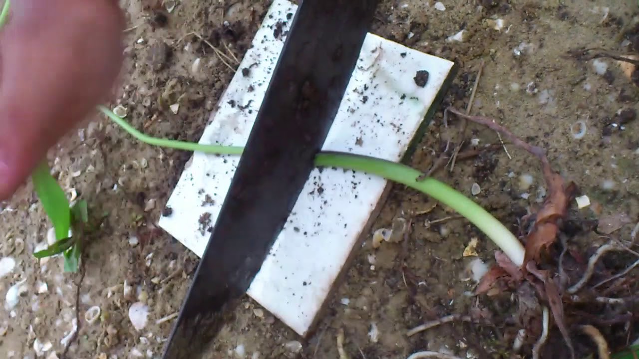 Tayerblad planten - YouTube