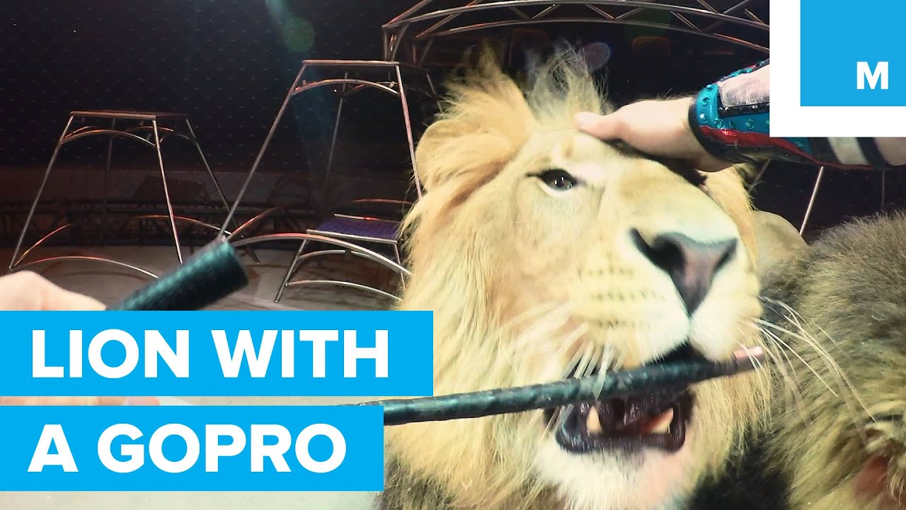 Lions and Tigers Get up Close and Personal with a GoPro | Mashable ...