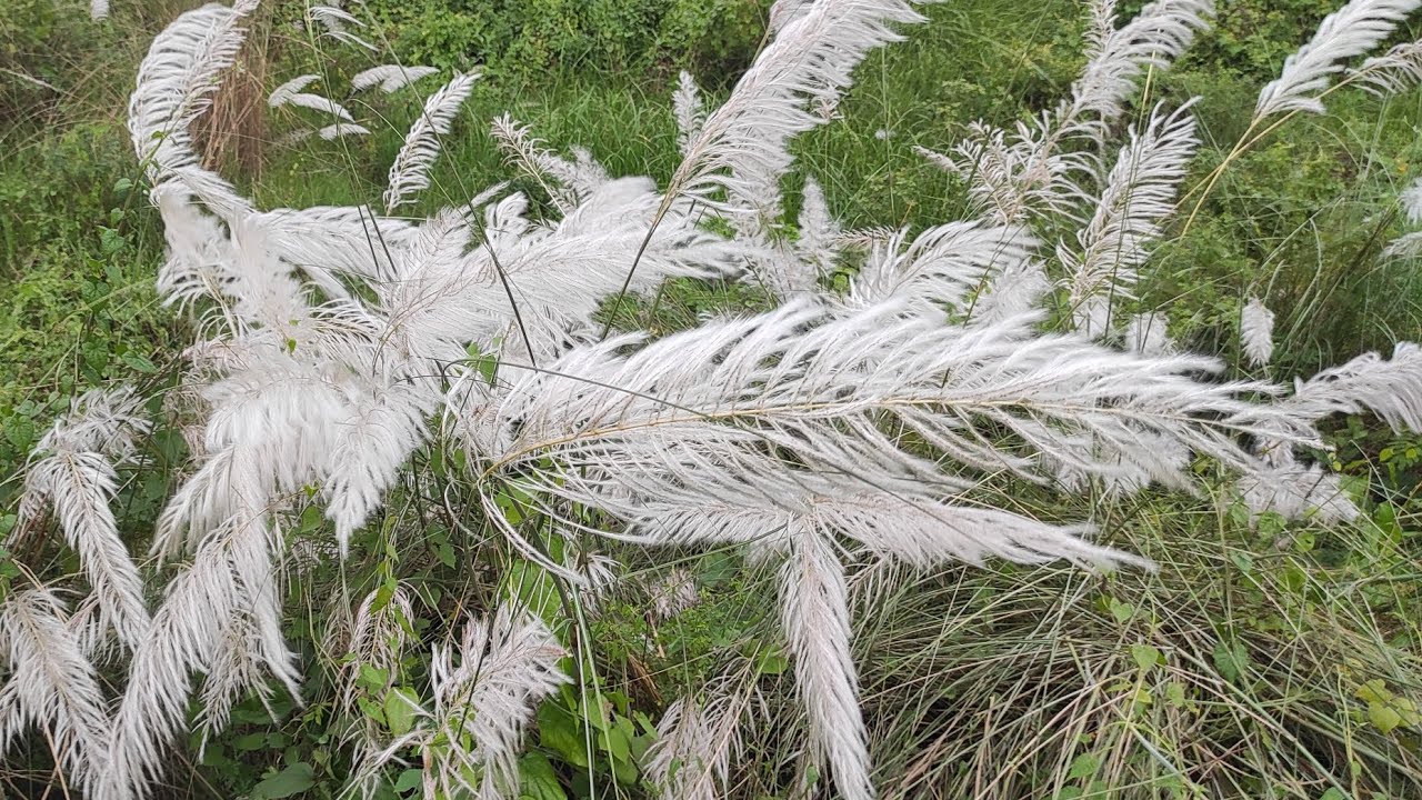 #KASH PHOOL #কাশফুল Sign of the approaching Bengali festival Durga Puja ...