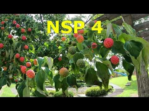 NSP 4 ライブ - YouTube