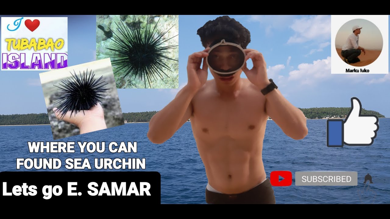 SEA URCHINS || TUBABAO SAMAR || MARKU LUKO - YouTube