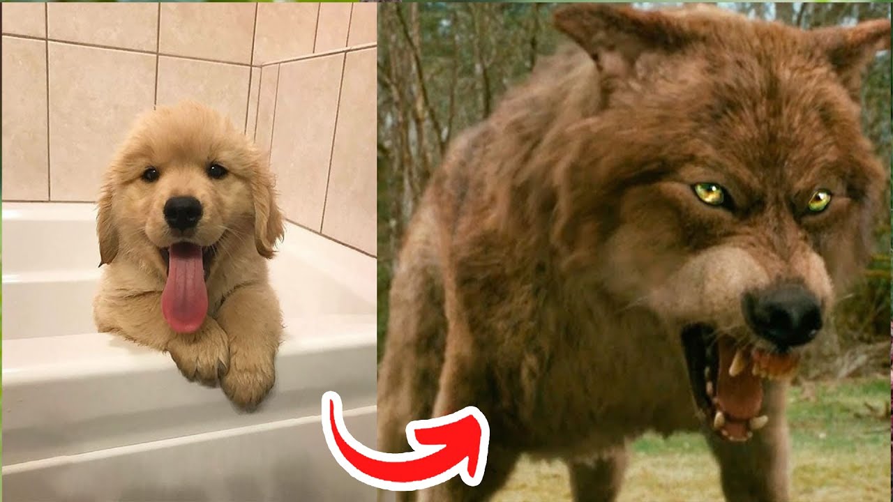 Before & After Animals Growing Up. Amazing Animal Transformation 💥 # ...