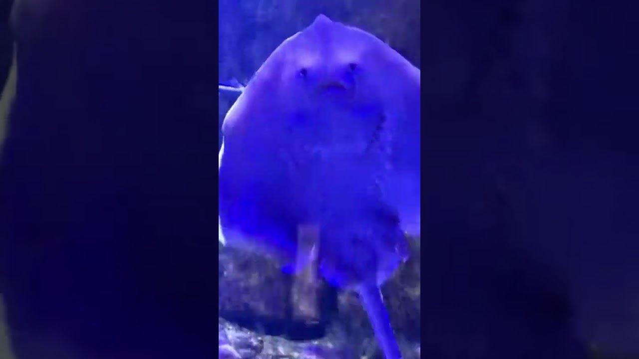 Smiling ray fish - YouTube