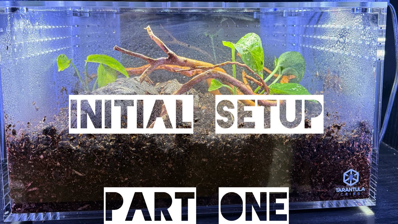 Initial Tarantula Cribs Setup!! Part 1!!!! - YouTube