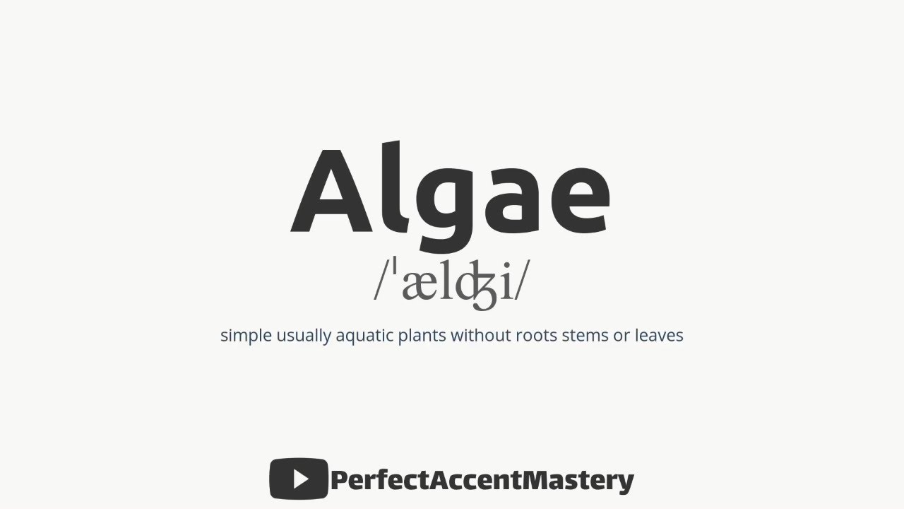 How to Pronounce ALGAE | IPL | Definition | Perfect Accent Mastery ...